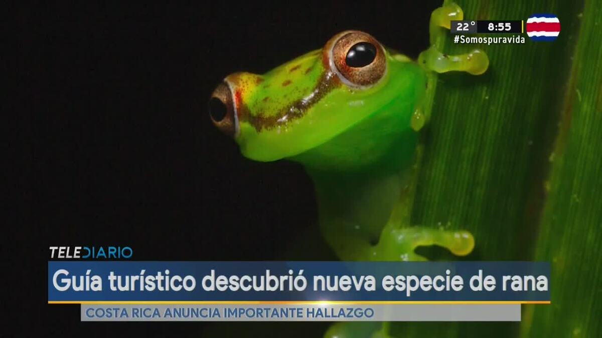 Guía turístico descubrió nueva especie de rana| Telediario Costa Rica