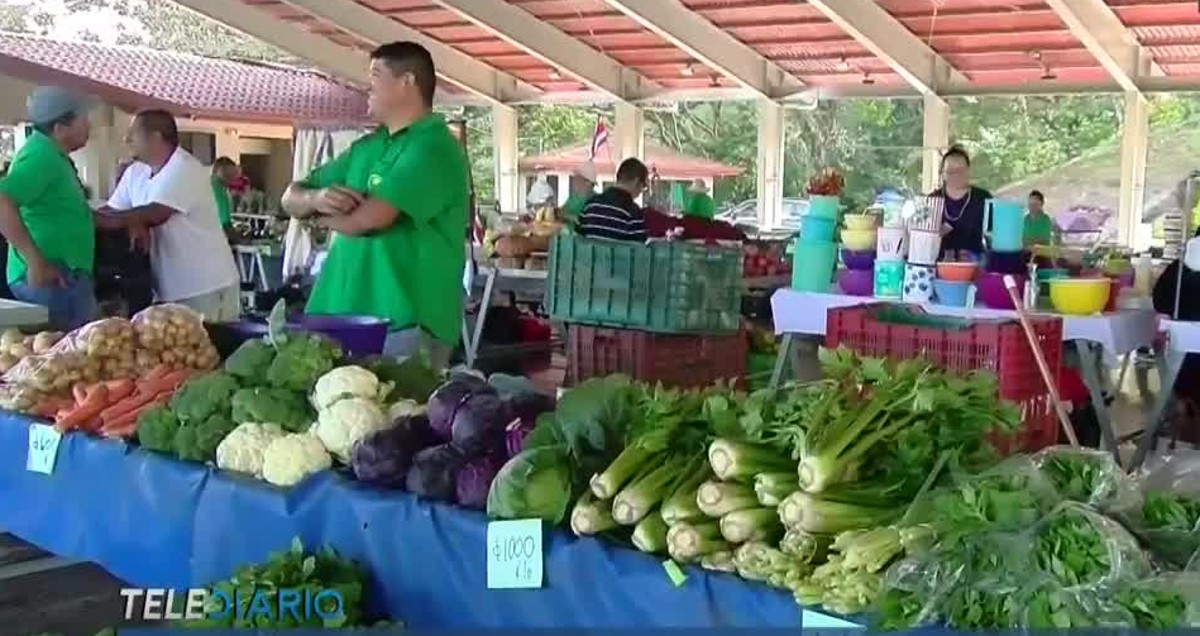 Baja el precio del tomate a 800 colones el kilo| Telediario Costa Rica
