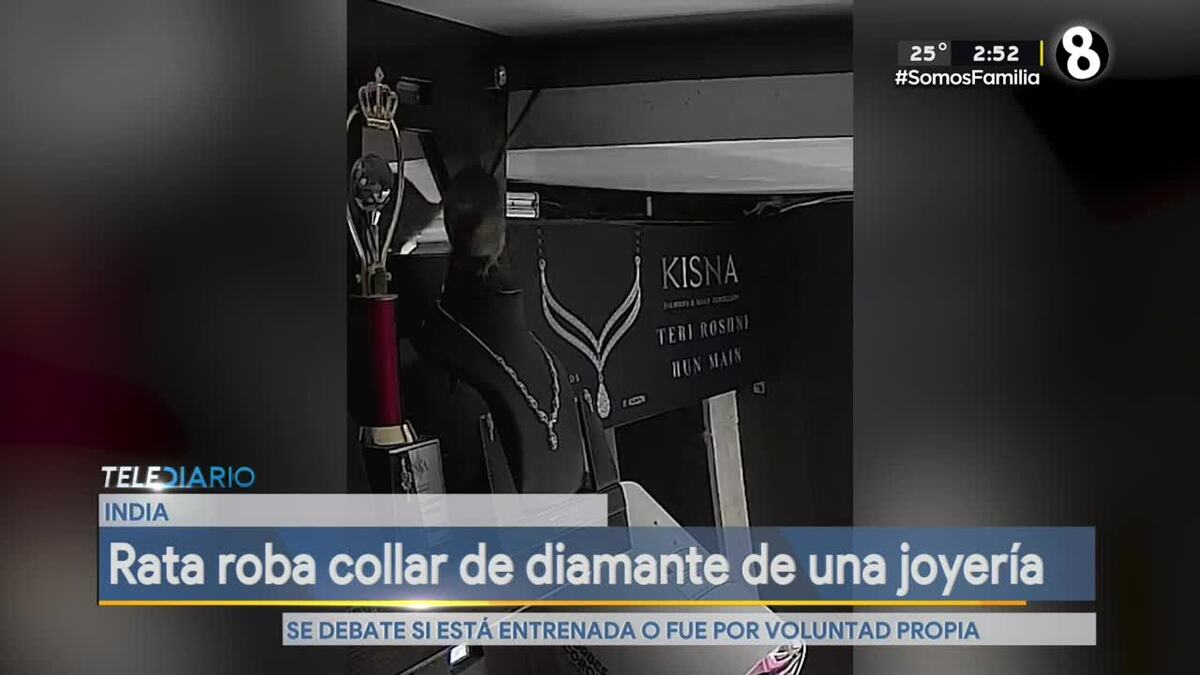 Rata roba collar de diamantes de una joyería en India | VIDEO ...
