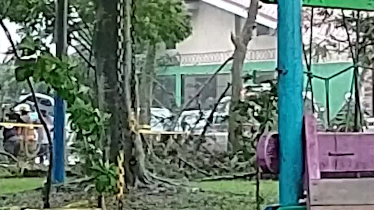 Menor pierde la vida tras caerle un árbol encima en El Guarco ...
