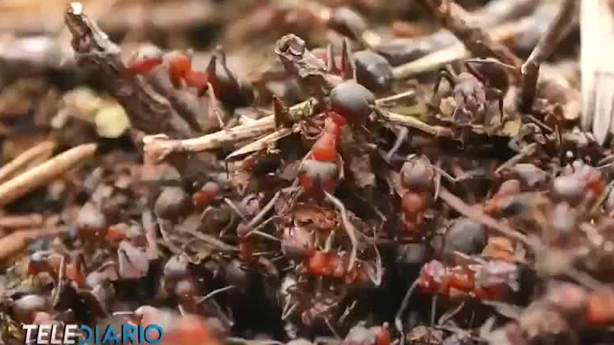 Plaga de hormigas amenaza a vecinos de Alajuela| Telediario Costa Rica