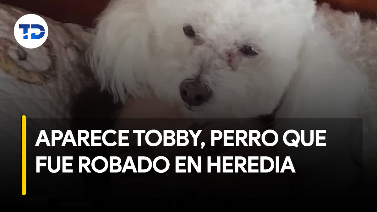 Aparece Tobby el perro que fue robado en Heredia| Telediario Costa Rica