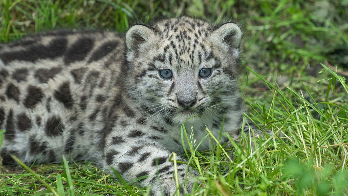 Presentan a dos cachorros de leopardo en el zoológico de Lima, Perú ...