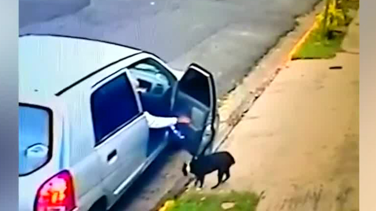 Familia busca hallar a su perro robado: Max fue sustraído en Heredia ...